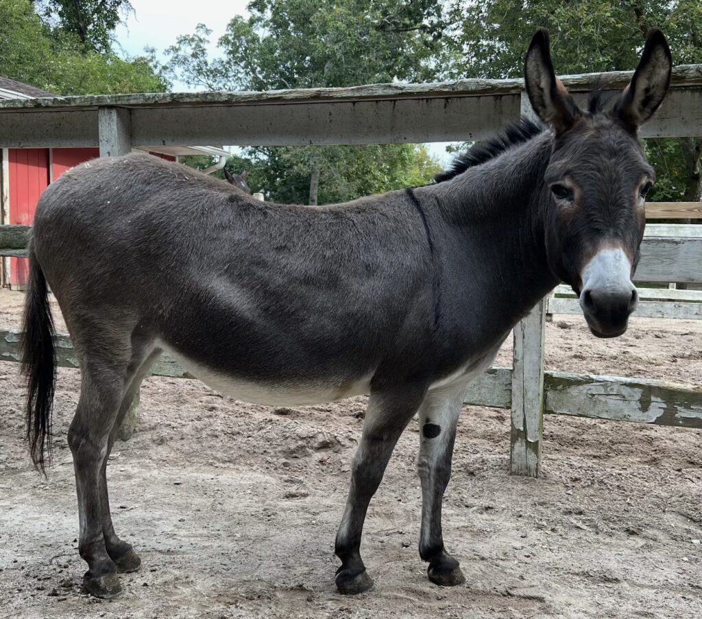 Trimming Donkeys: Trimming Protocol, Hoof Distortion, and Laminitis ...