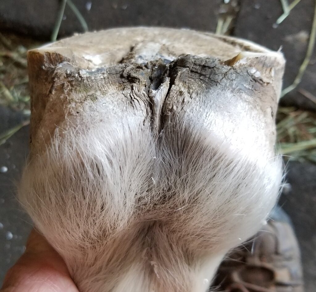 Good Hoof Photos and How to Take Them – Progressive Hoof Care Practitioners