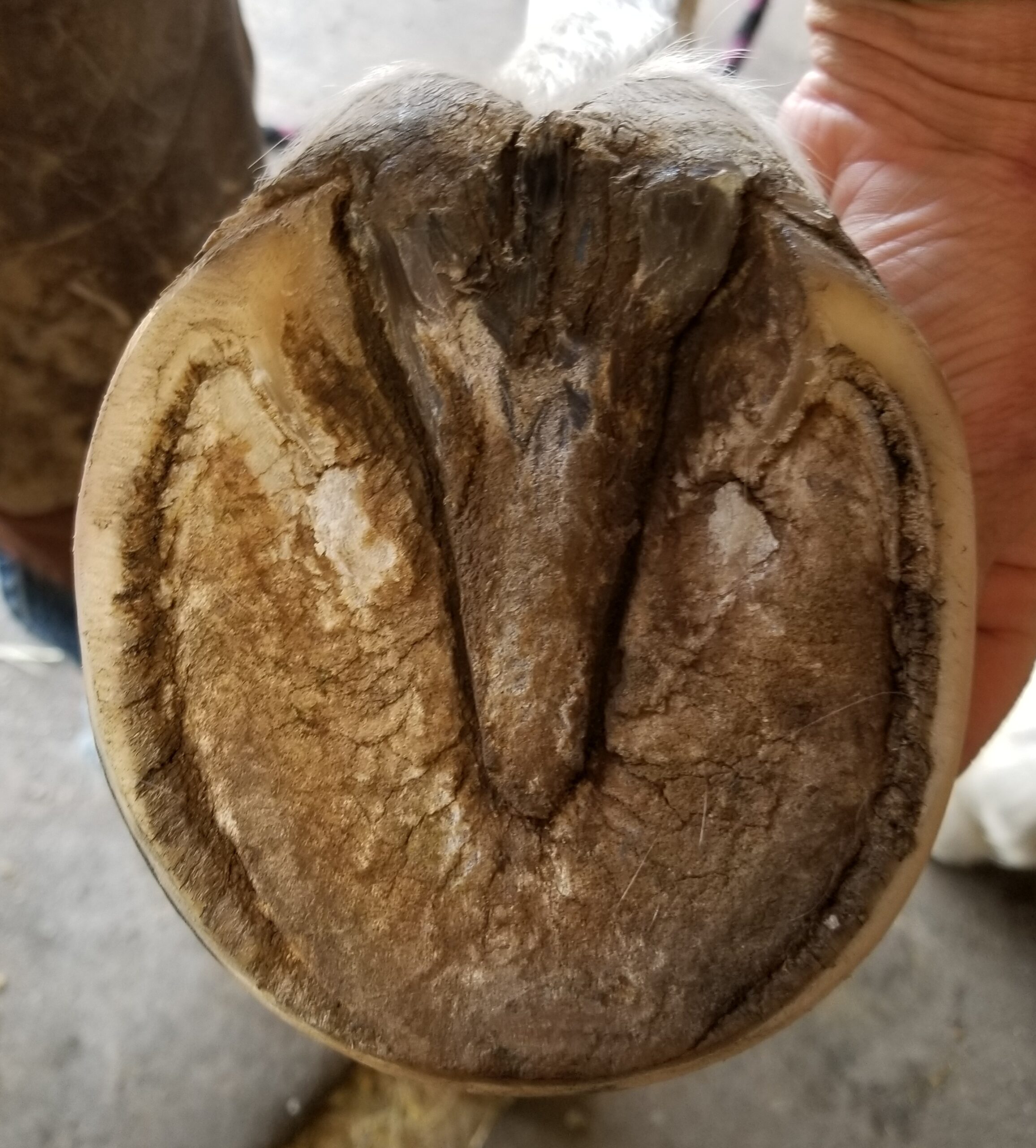 Progressive Hoof Care Practitioners » Good Hoof Photos and How to Take Them