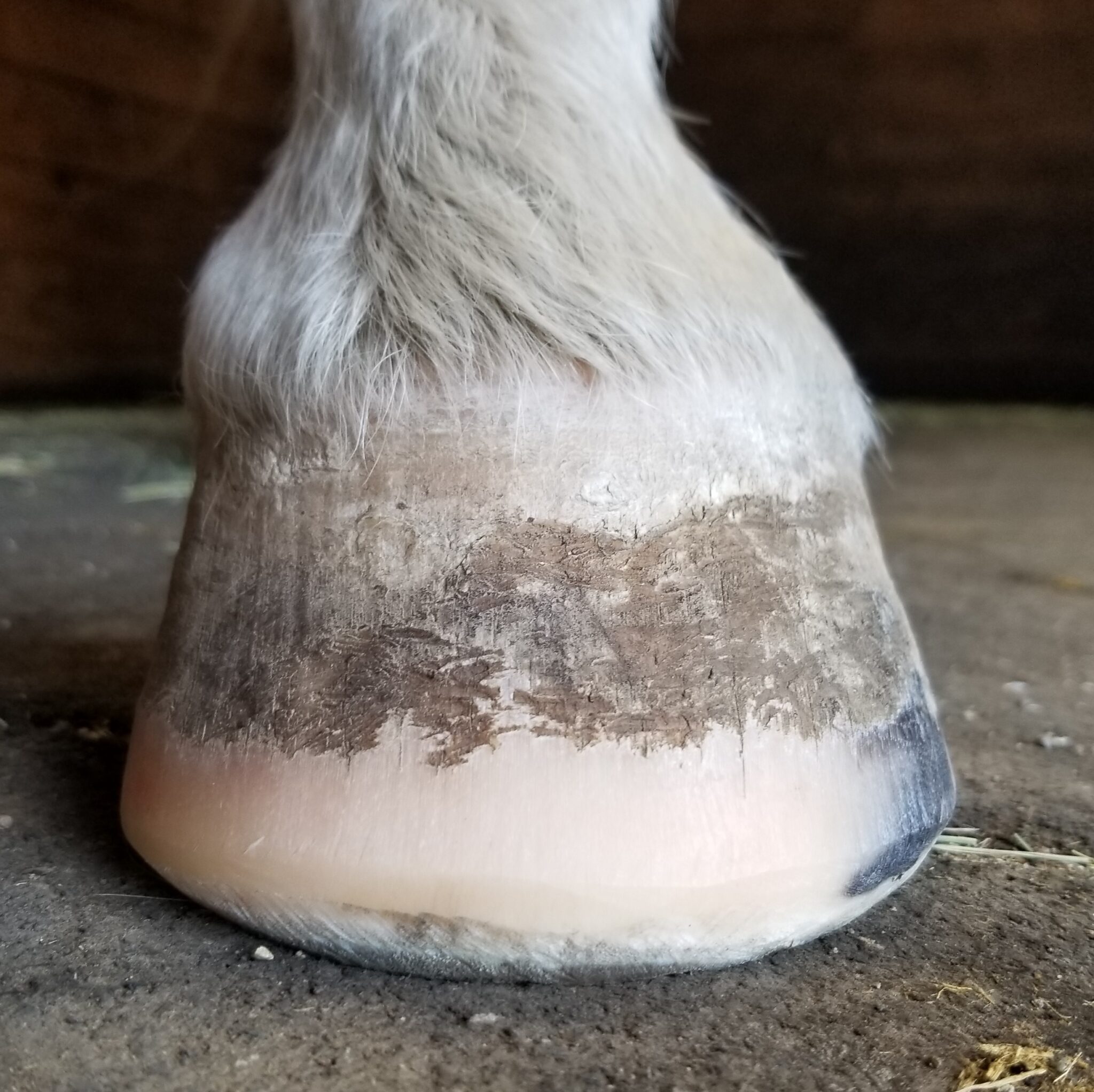 Progressive Hoof Care Practitioners » Good Hoof Photos and How to Take Them