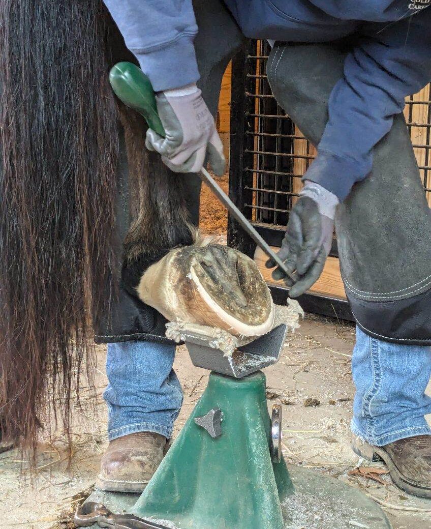 Anatomy, Trimming and Hoof Protection – Florida – Progressive Hoof Care ...